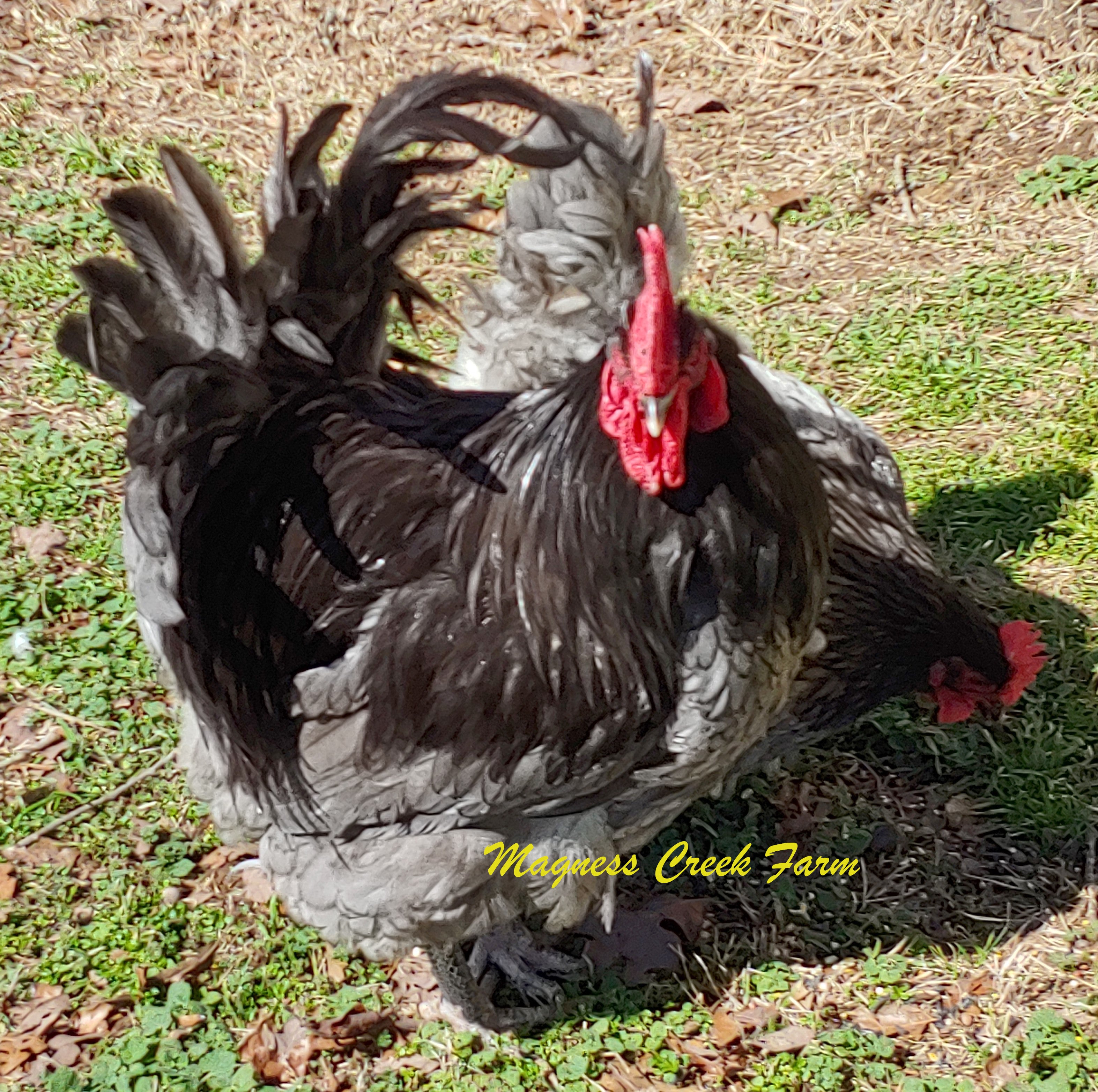 Blue, Black, Splash English Orpingtons – Magness Creek Farm